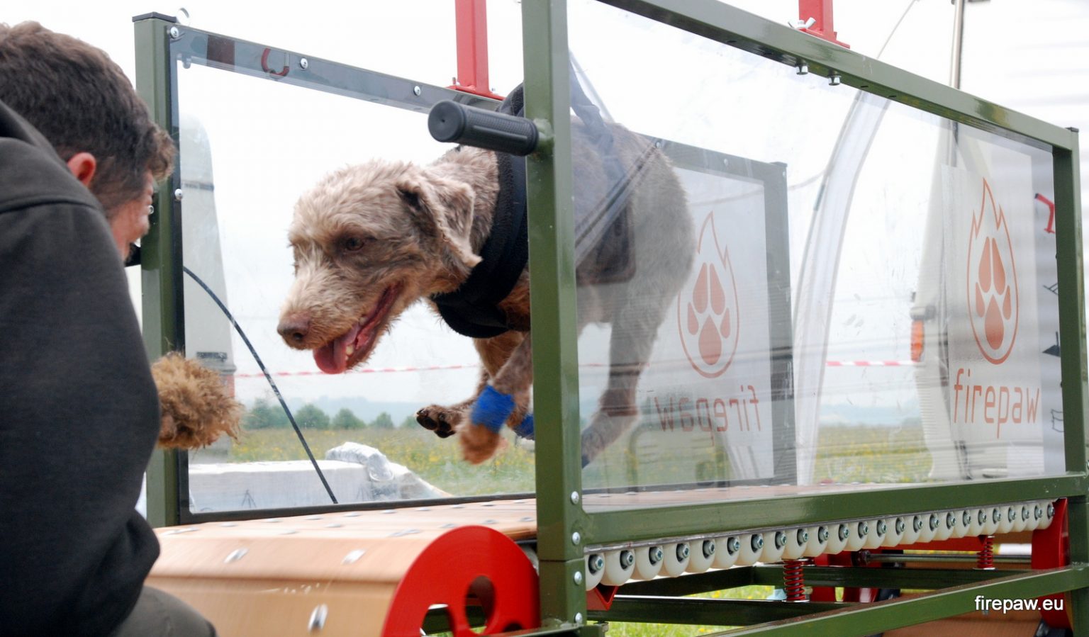 Dog Exercise - Intensity as a key variable for Canine Conditioning ...