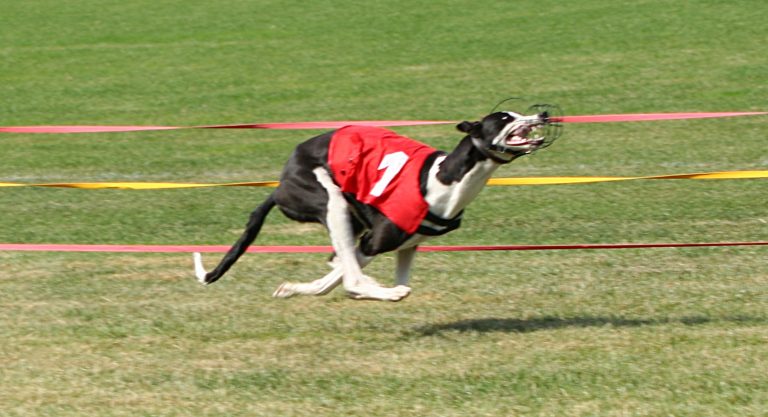 Dog Running Economy: The Canine Gait from Waking to Sprinting ...