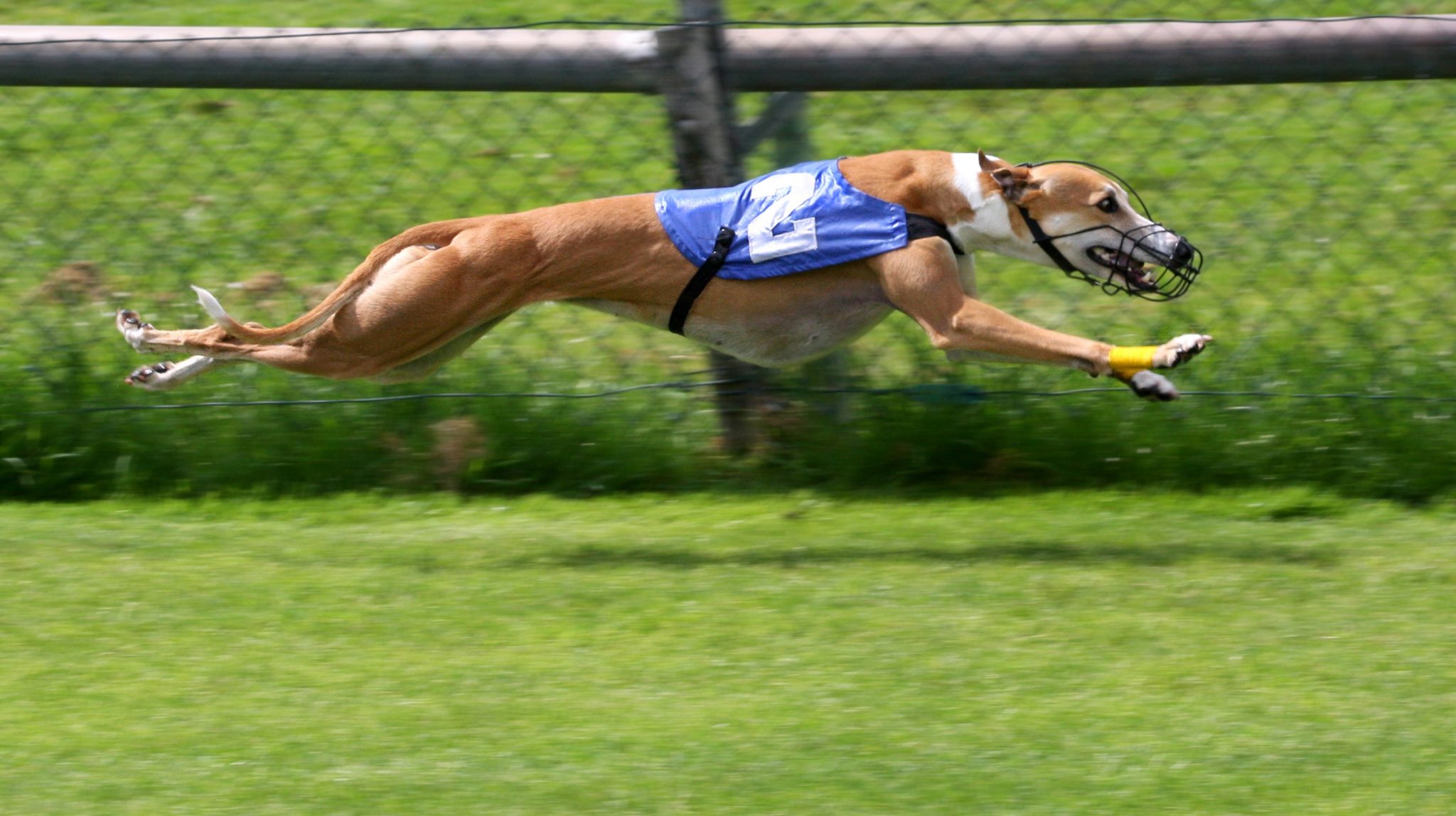 Dog Running Economy: The Canine Gait from Waking to Sprinting ...