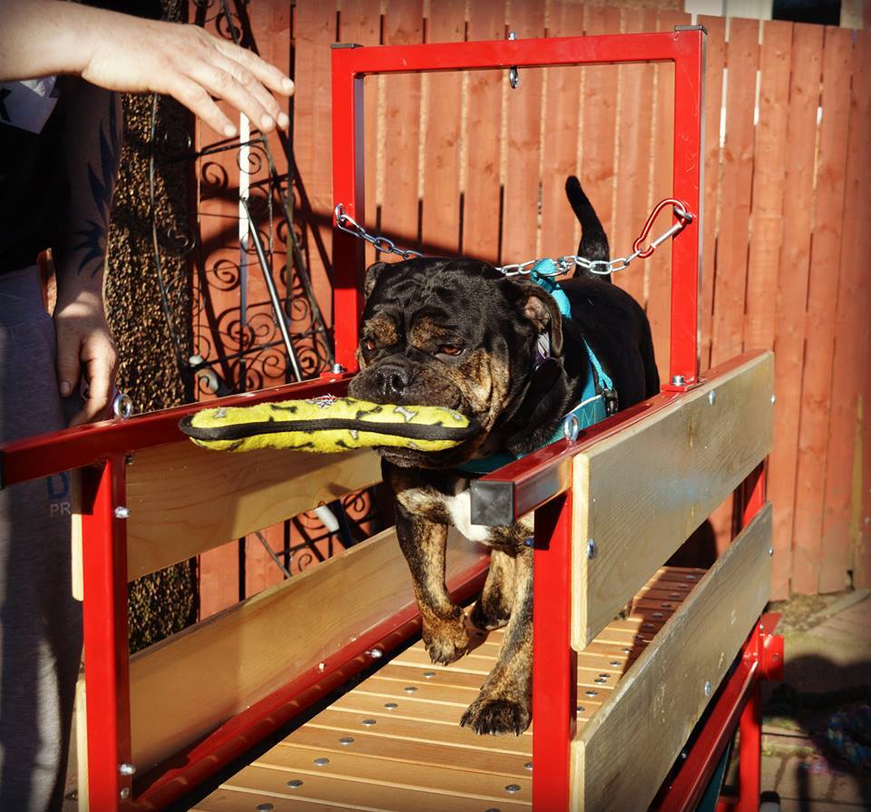The Ultimate Dog Treadmill Workout - Fitdognation.com