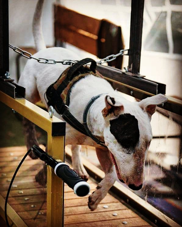The Ultimate Dog Treadmill Workout - Fitdognation.com