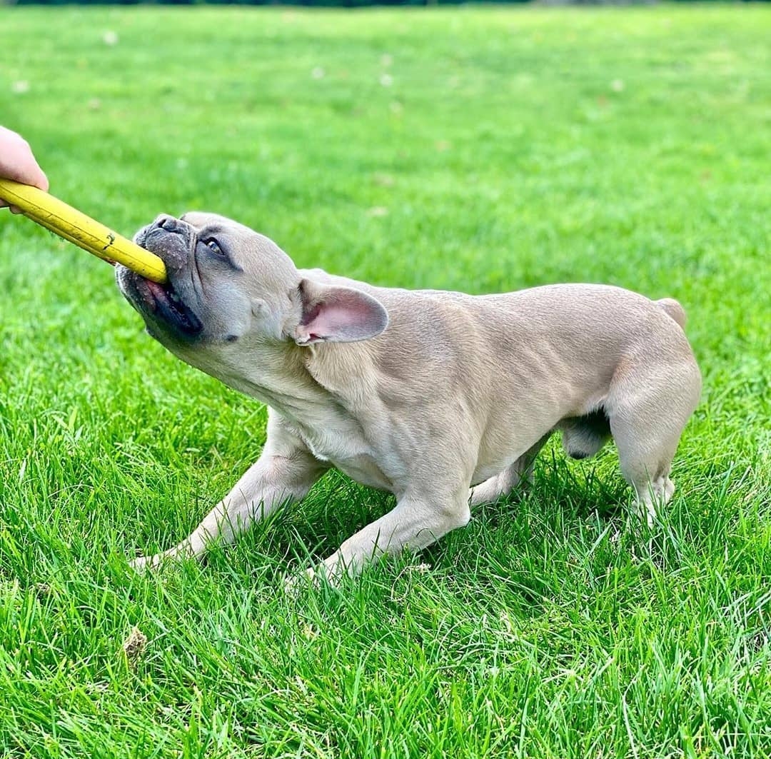Canine Bulking 2.0 - Fitdognation.com