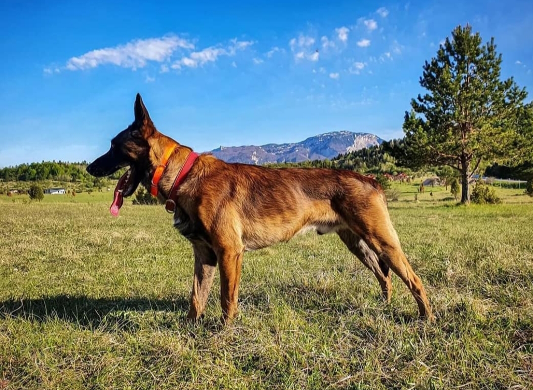 The Top 4 FITDOG Breeds - Fitdognation.com