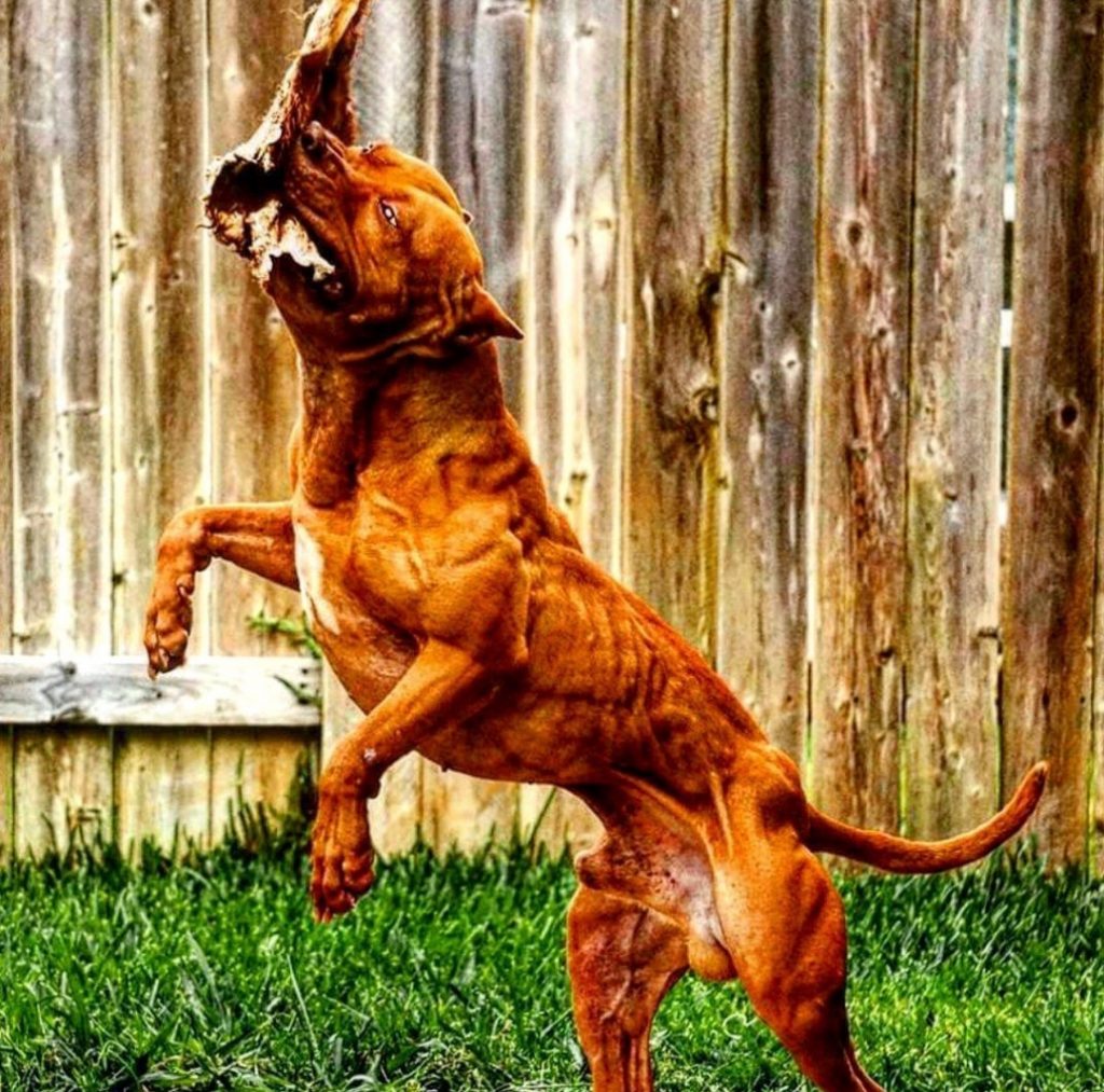 The Top 4 FITDOG Breeds - Fitdognation.com