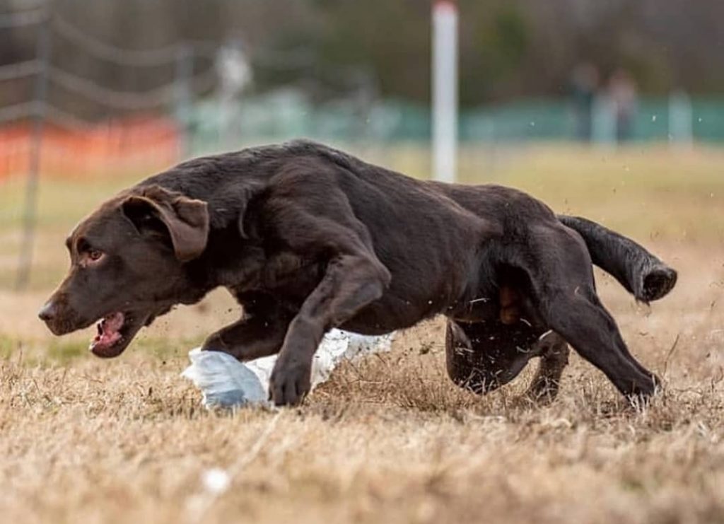 Canine Bulking 2.0 - Fitdognation.com