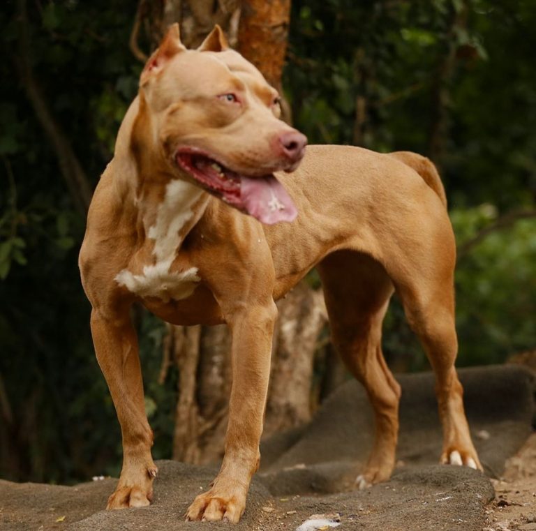 Breed Specific Conditioning: The American Bully - Fitdognation.com
