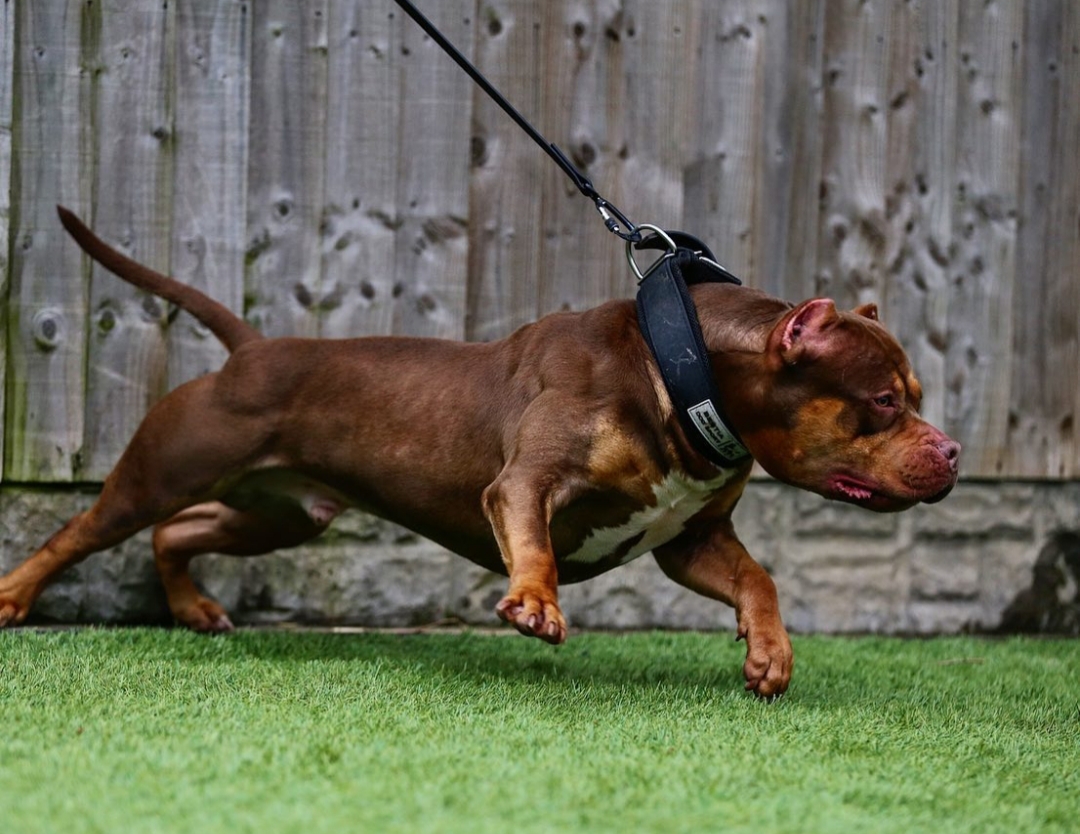 Breed Specific Conditioning: The American Bully - Fitdognation.com