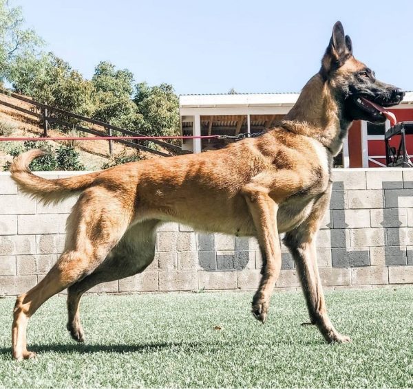 Breed Specific Conditioning: Belgian Malinois - Fitdognation.com