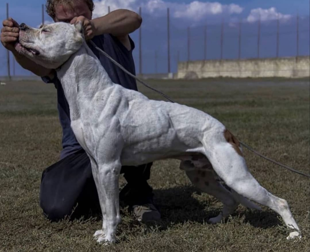 Muscular Dogs